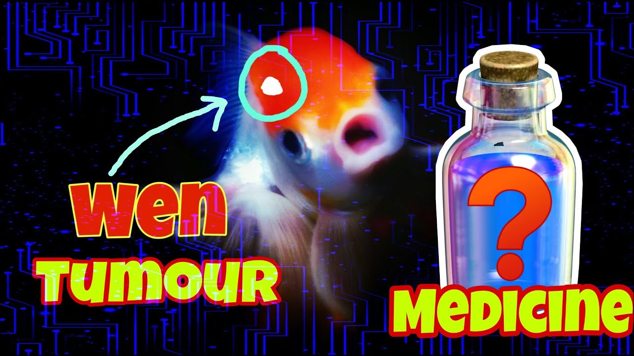 Goldfish Lump Treatment without Surgery - YouTube