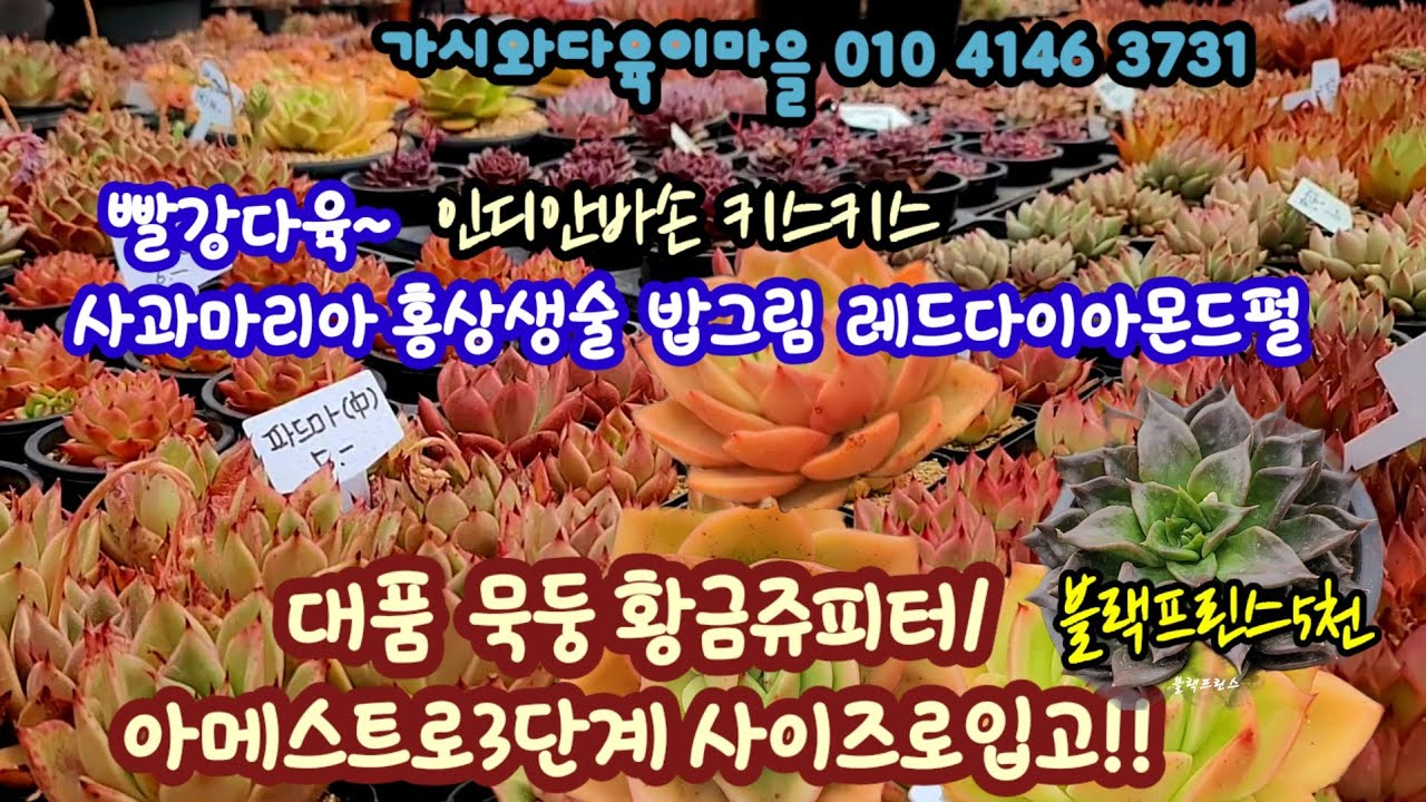 새로 입고된 다육들 빛감환상빨강다육총집합아메스트로 사과마리아 홍상 밥그림 레드다이아몬드펄 황금쥬피터입고블랙프린스5천다육