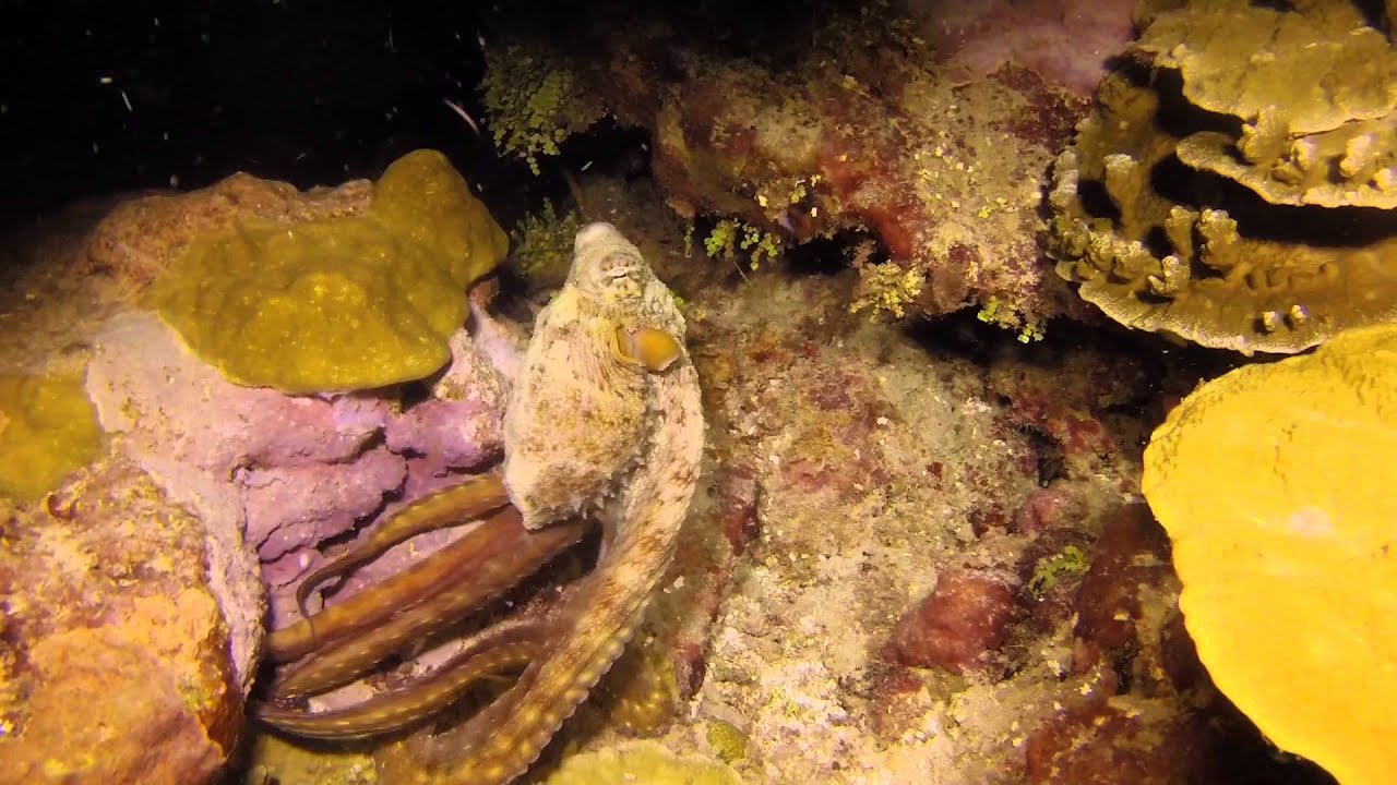 Night Octopus, Asan Cut, Guam - YouTube