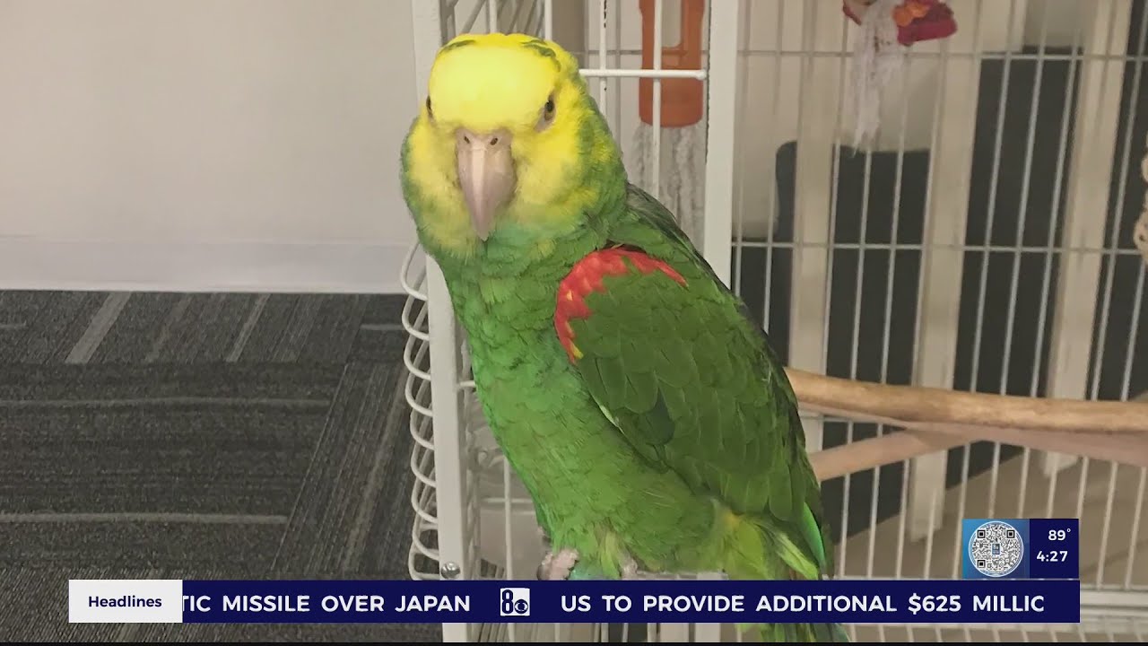 Parrot recovered following disappearance - YouTube