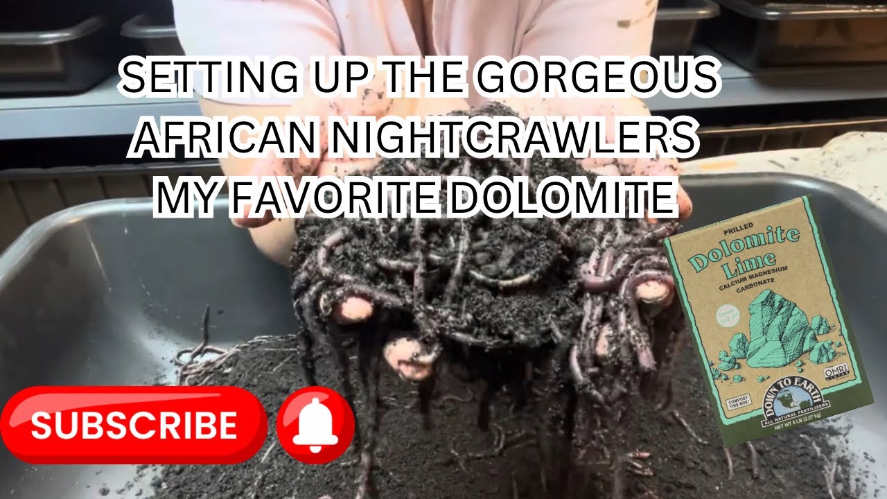 African Nightcrawlers, Setting up with Heat Mats. Bloopers #worms - YouTube