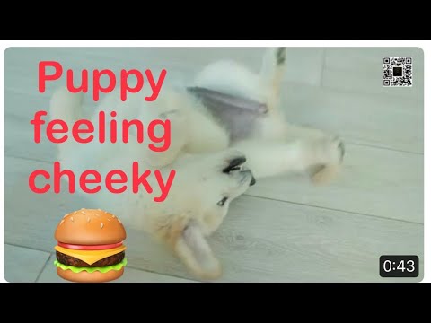 Cheeky adorable puppy wanting to play - YouTube