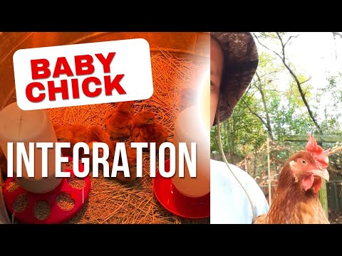 Chick Integration Day - YouTube