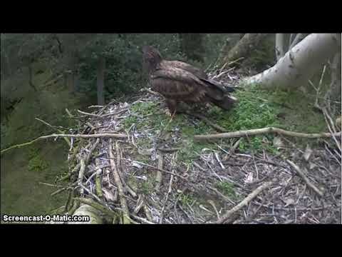 WTE nest, DOF, Denmark 2017-08-27 - YouTube