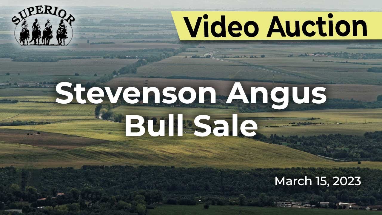 Stevenson Angus - YouTube