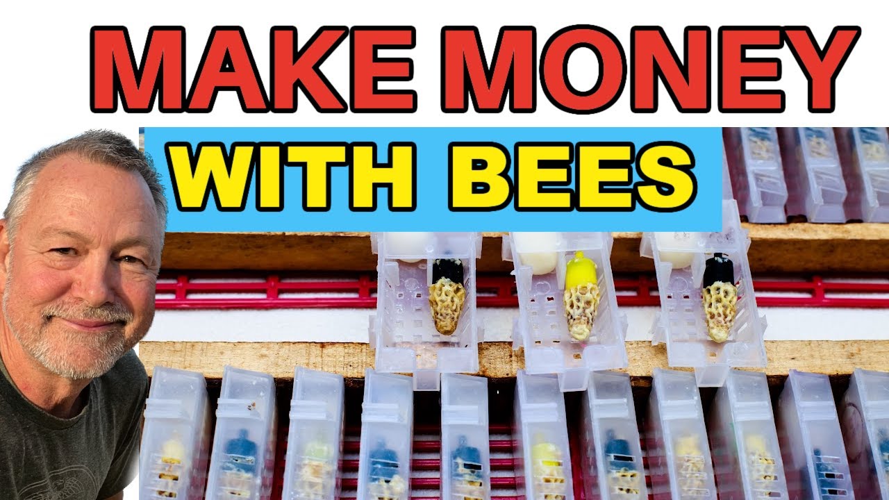 Beekeeping | Turn Your Love of Bees Into Making Money - YouTube