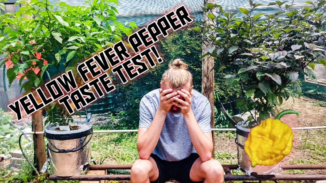 Eating a Superhot Yellow Fever Pepper - Hottest Yellow Variety! - YouTube