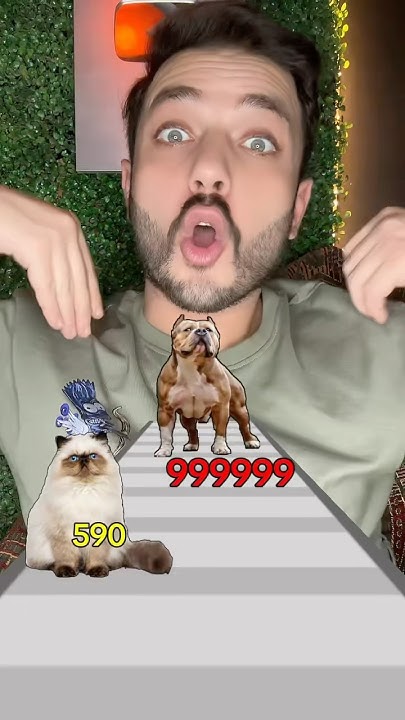 القطة تتحدي الكلب 😱 Youtube