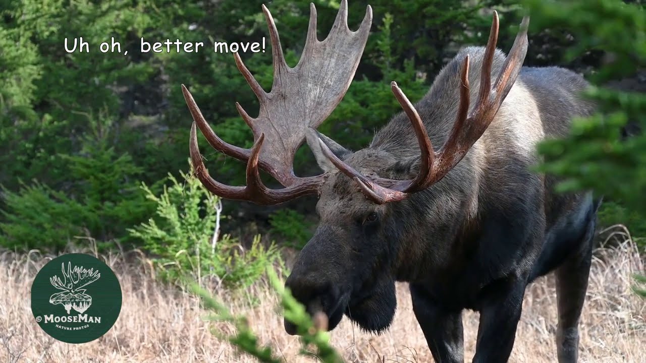 Incredible Bull Moose Vid; from Fight to Quiet - YouTube