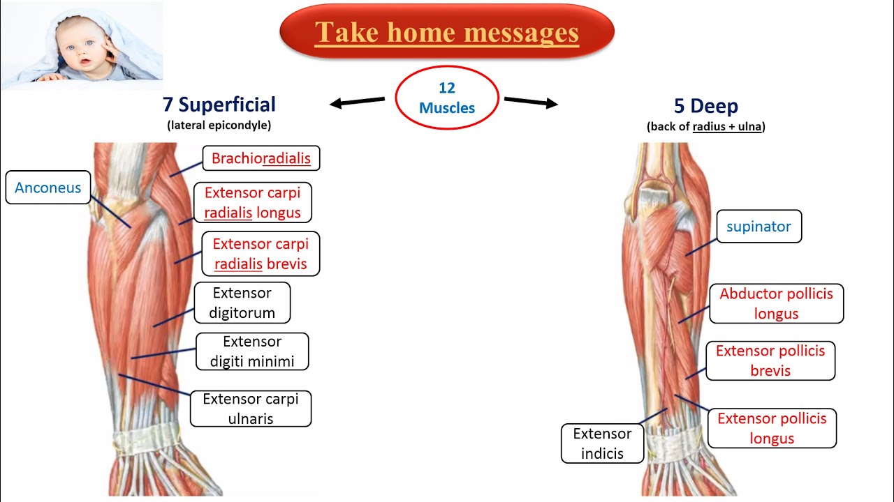 9- Muscles of the Back of Forearm - YouTube