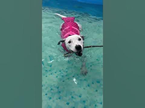 Бассейн - один из самых полезных для собак ️ #dog #глухаясобака #собака ...