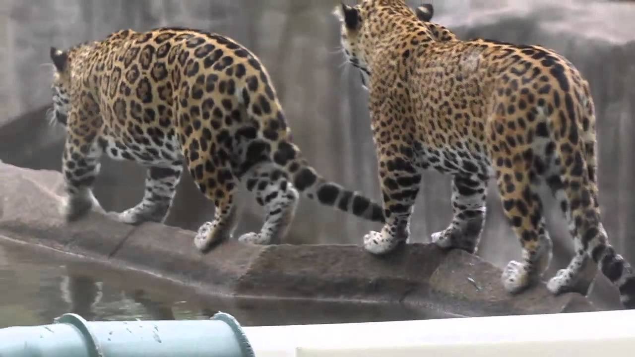 Keeping Zoo animals engaged - YouTube