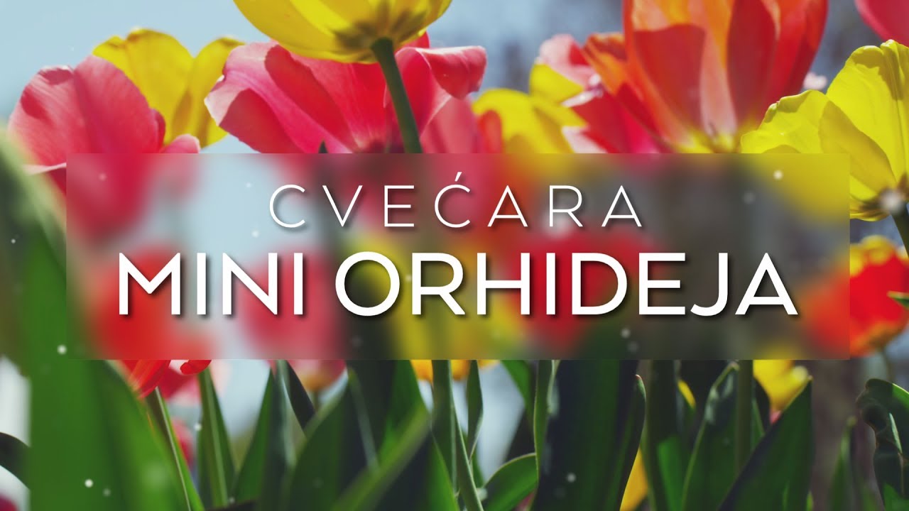 Cvecara MINI ORHIDEJA (Beograd) - YouTube