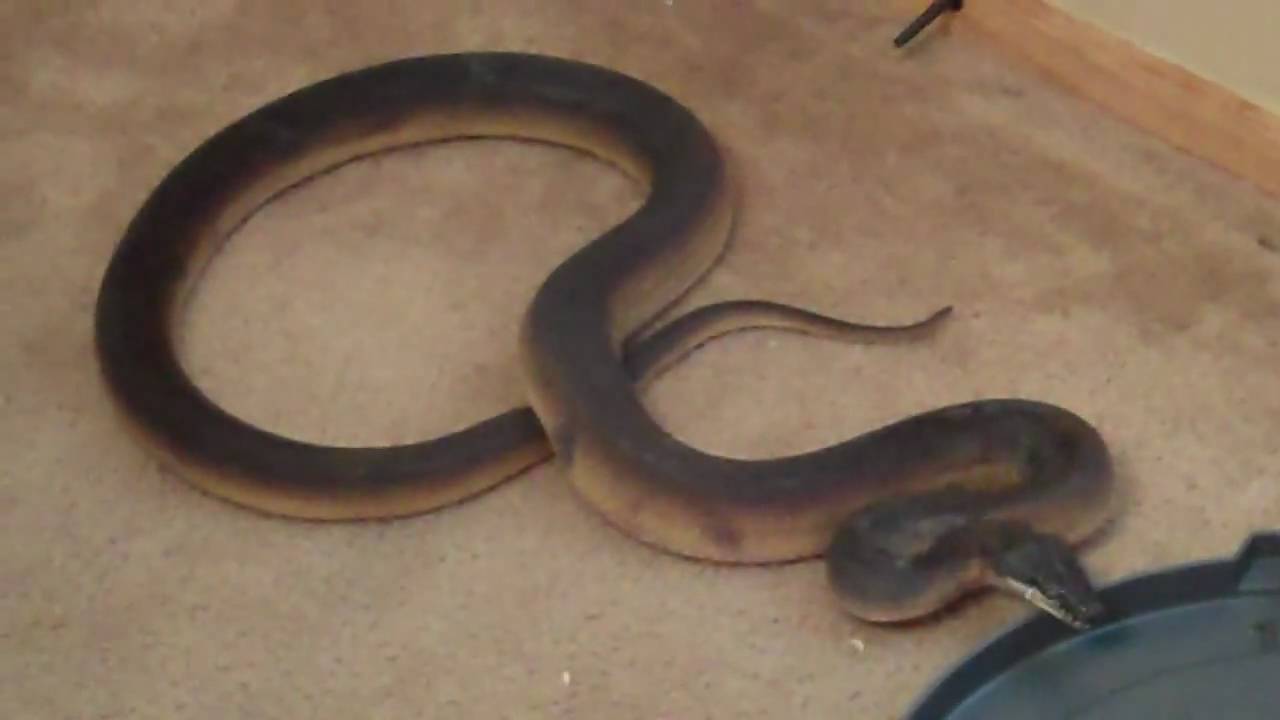 White Lip Python - YouTube