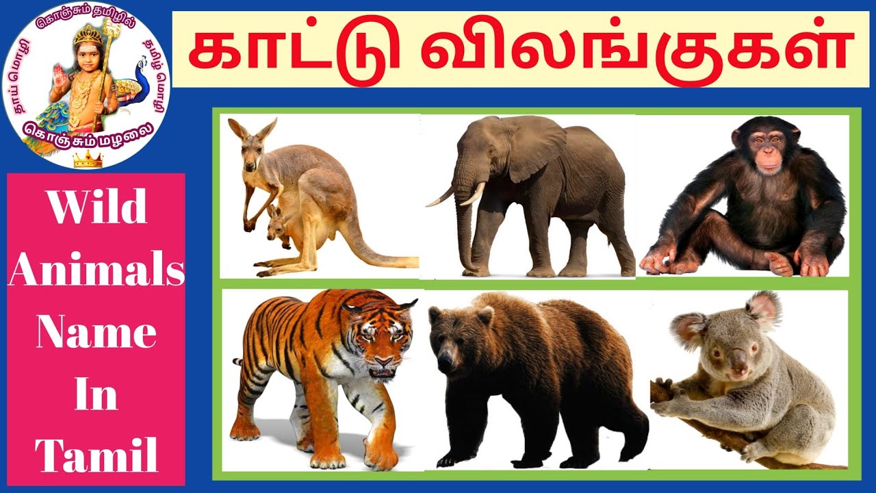 காட்டு விலங்குகள் / Animals name in tamil / Kattu vilangugal / Konjum ...