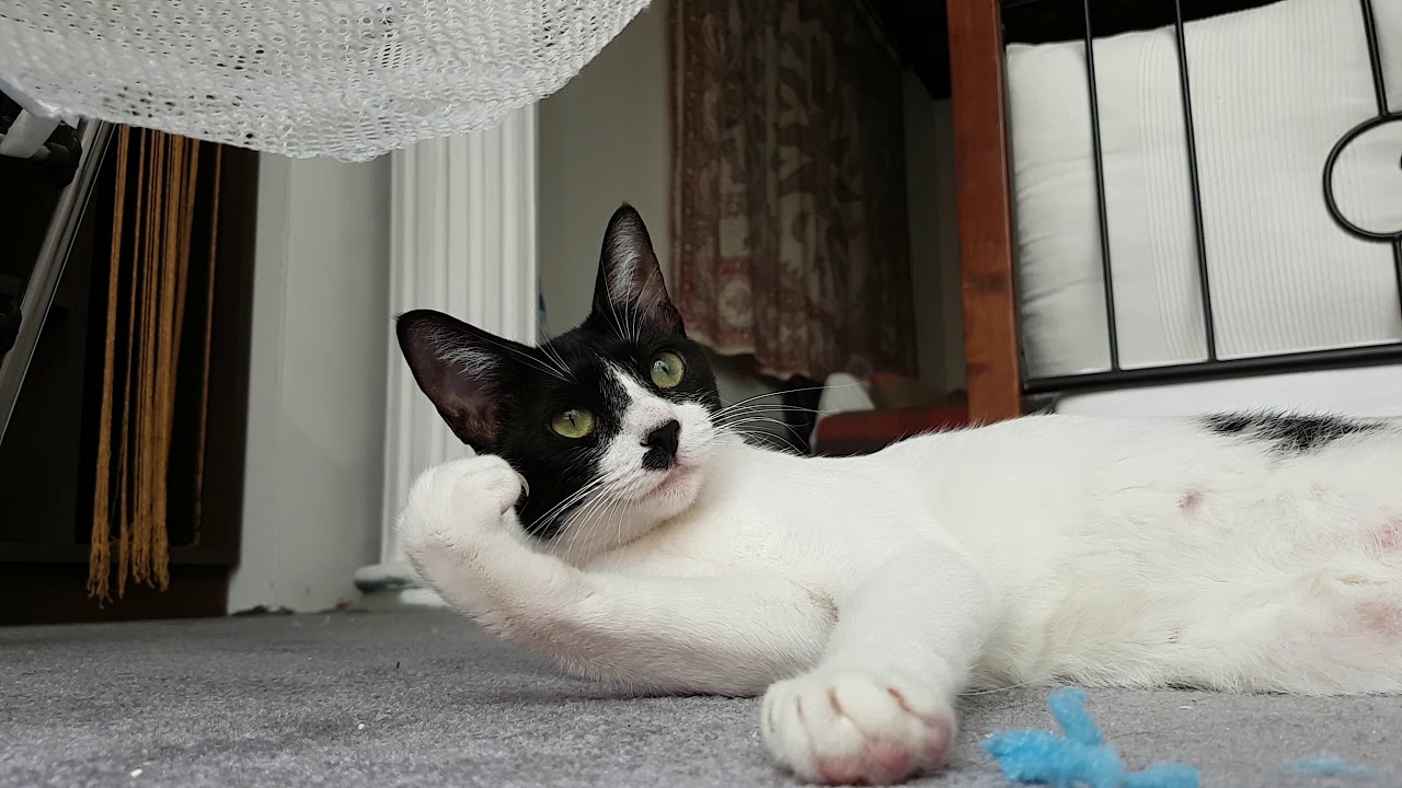 Muriel cute kitten - YouTube