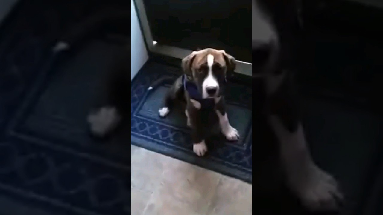 Too Big For His Britches dog pets memories YouTube too-big-for-his-britches-dog-pets-memories-youtube