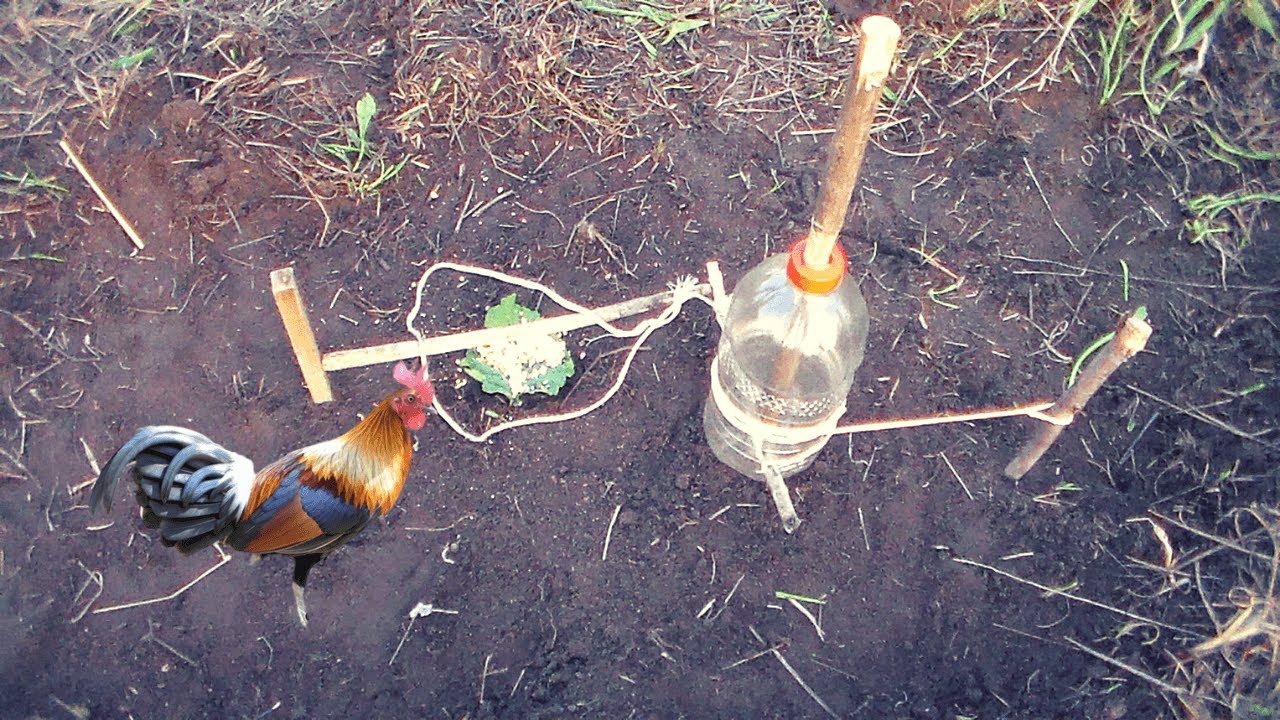 Creative Guinea Chicken Trap Using Juice Bottle With Wood & Rubber # ...