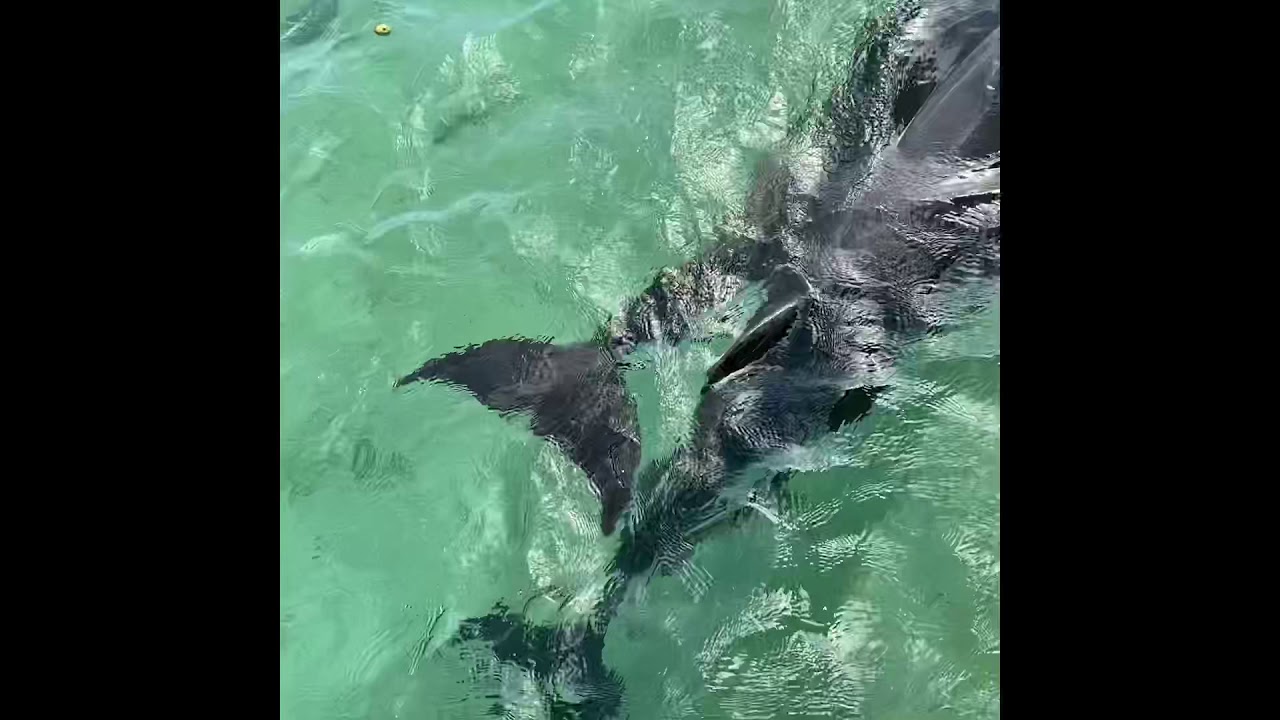 Nadando con delfines - Roatan Honduras - YouTube