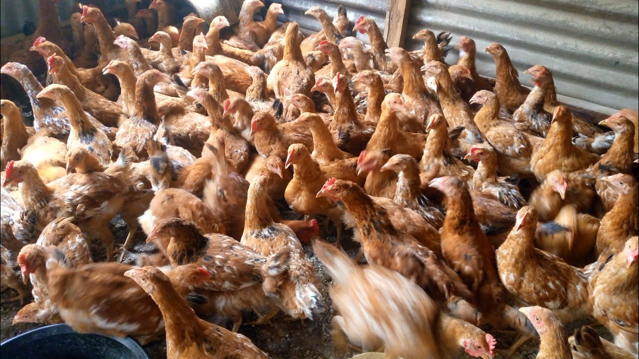 BEGIN POULTRY FARMING IN KENYA//Kuku pesa//INDIA//SELLING NOW - YouTube