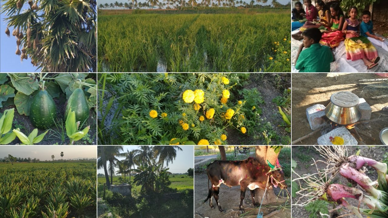 Our organic farm and pongal celebration-tamil vlog - YouTube