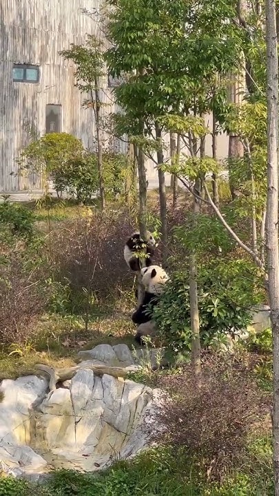 成都基地—熊猫妈妈教宝宝爬树,崽崽下树妈妈小心翼翼的手托着,母爱真伟大,不分物种👍👍👍 豆豆看熊猫 Youtube