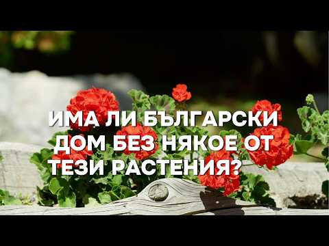 Има ли български дом без някое от тези цветя?