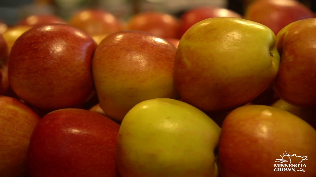 Buy Early Season Apples—Look for Minnesota Grown Apples at Your Local ...