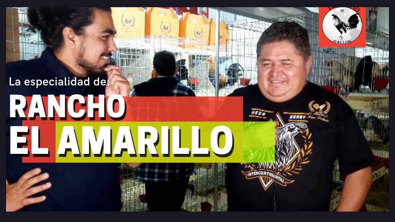 Gallos de RANCHO EL AMARILLO De Adán Pacheco más de 25 años en la ...