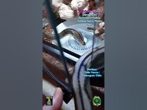 Super Dwarf Reticulated Python - 50% Kalatoa Anery Motley Tiger getting ...