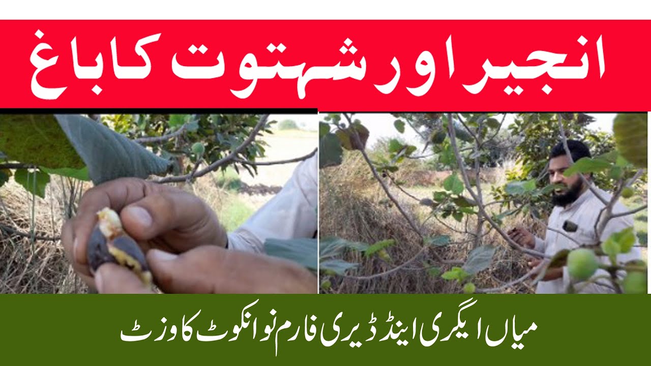 Visit of Anjeer , Jawa Plum and Mulberry Fruits Orchard | میاں ایگری ...