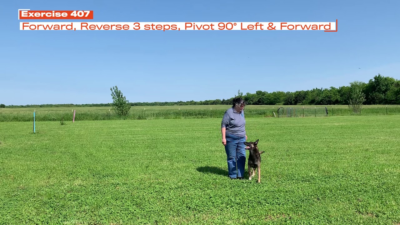 UKC Rally Exercises 407 & 408. Forward, Reverse 3 steps, Pivot 90° Left ...