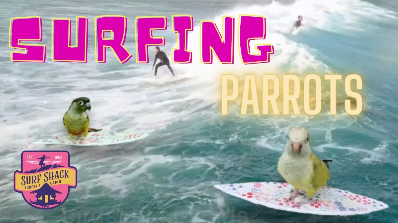 PARROTS Birds surfing??? - YouTube