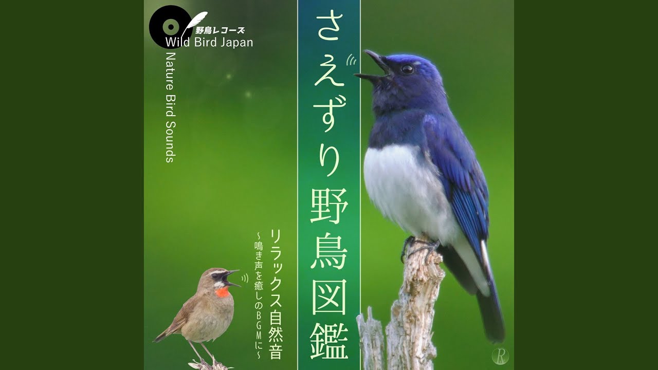 Lesser Cuckoo (Cuculus poliocephalus) - Nature Bird Sounds for Relax ...