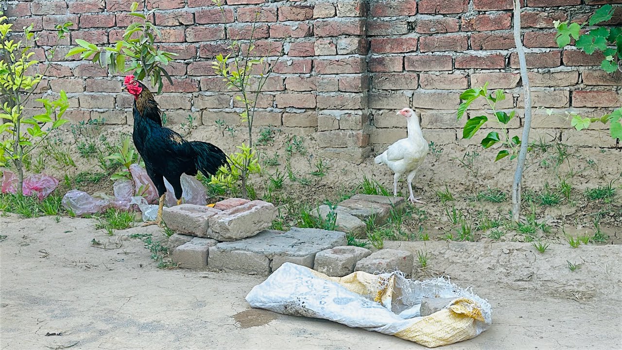 Start a business with a free-range chicken farming model - poultry ...