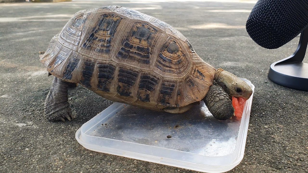 ASMR Turtle Eating Watermelon Relax and Calm| ASMR Animal - YouTube