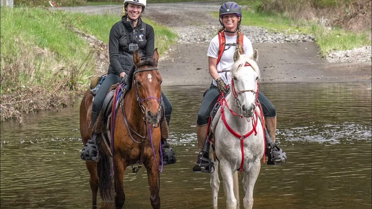 Griffins Flight Bay Arabian Gelding Longview Wa Youtube