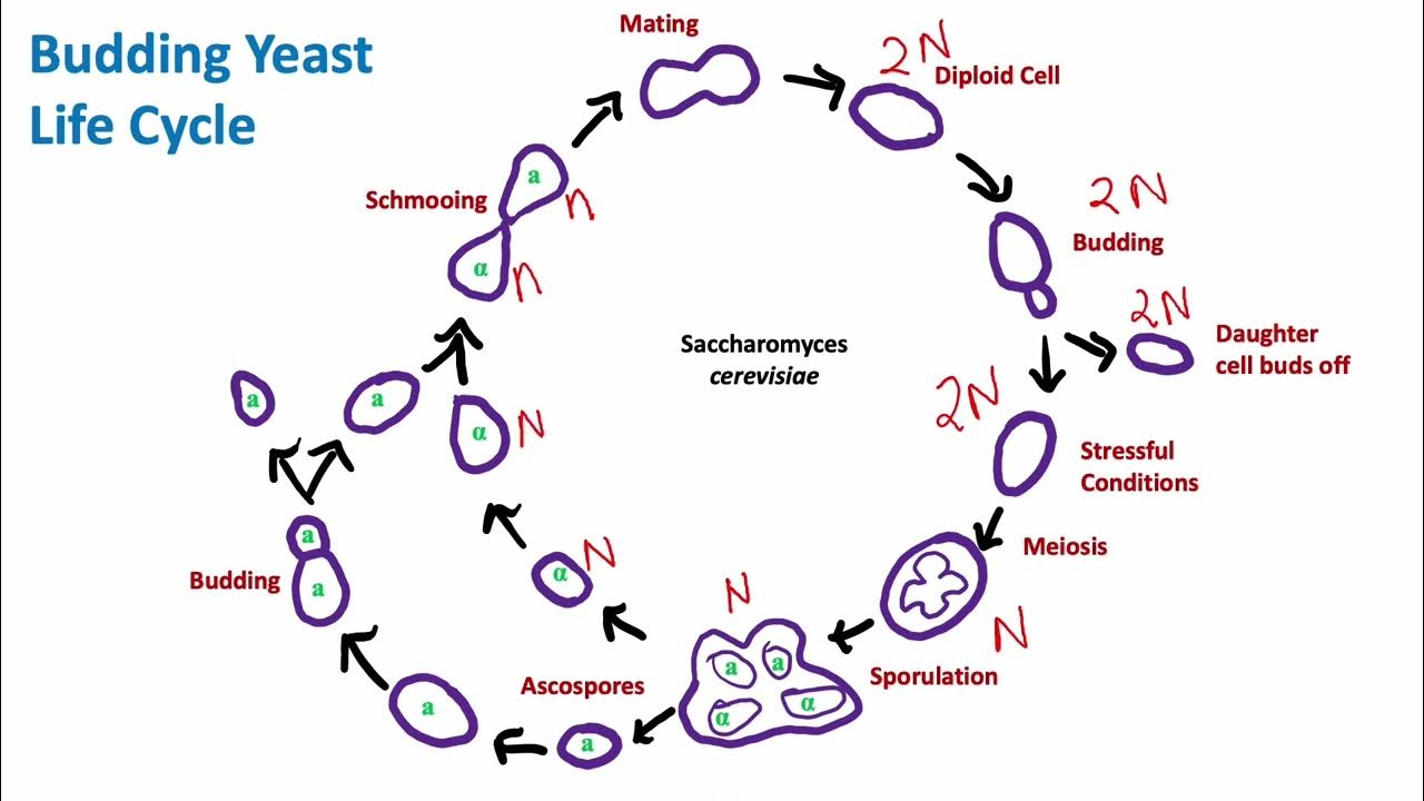 Budding Yeast Life Cycle: Saccharomyces cerevisiae | Mycology | Biology - YouTube