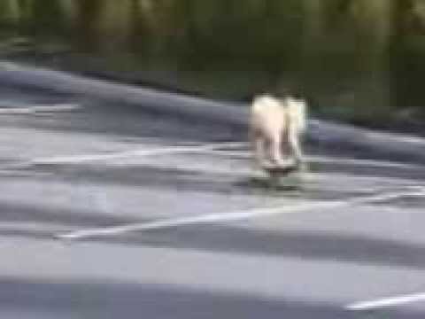 Skate Suren It