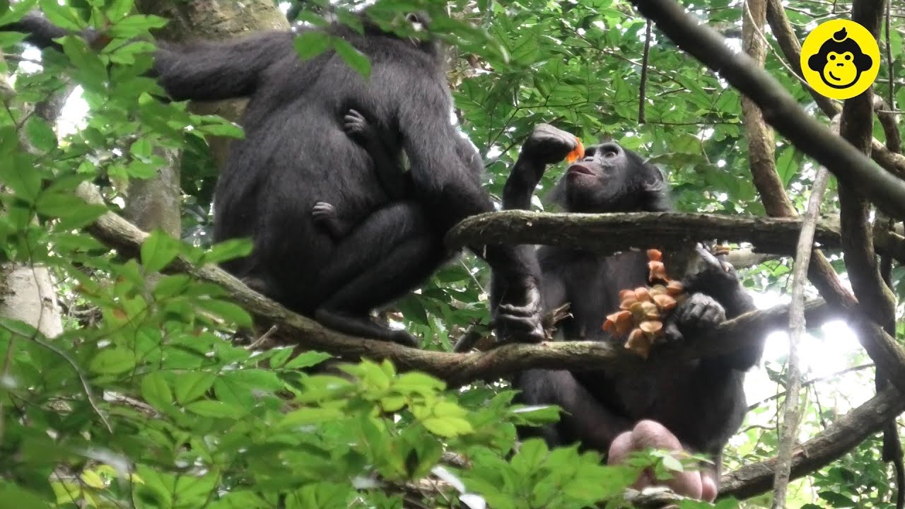 Feeding behaviors among wild bonobos!【Observations of Bonobos #139 ...
