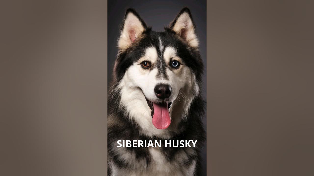 Exciting and Interesting Facts About Siberian Husky. - YouTube