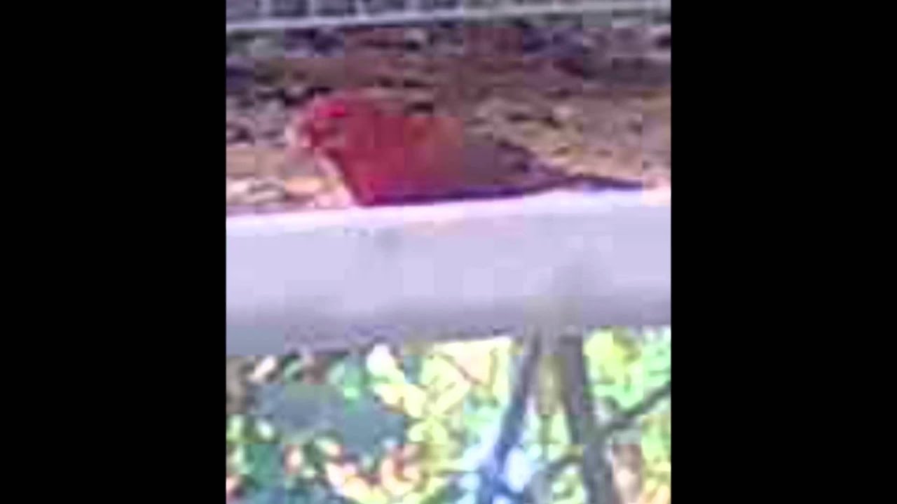 HELP ME TO FIND MY BIRD !! - YouTube