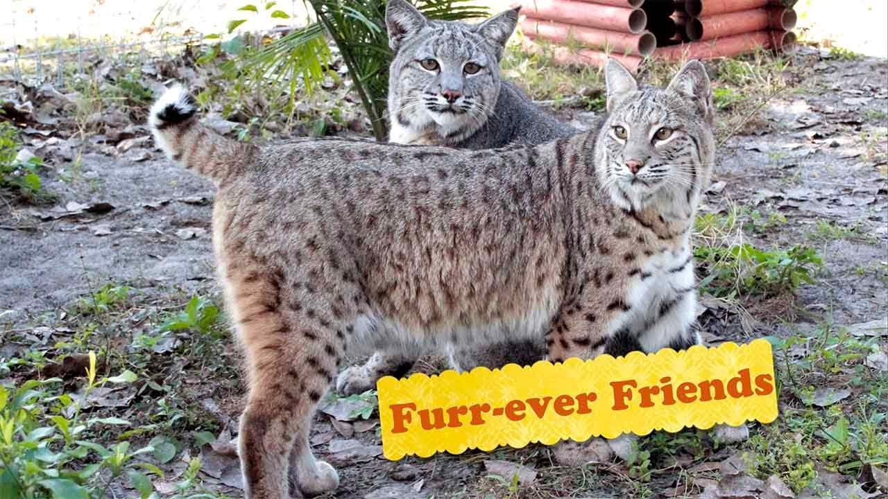 Furr-ever Friends - Bobcat Love Story - YouTube