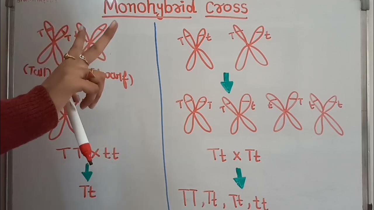 Lecture 3 | Monohybrid Cross / Inheritance of one gene - YouTube