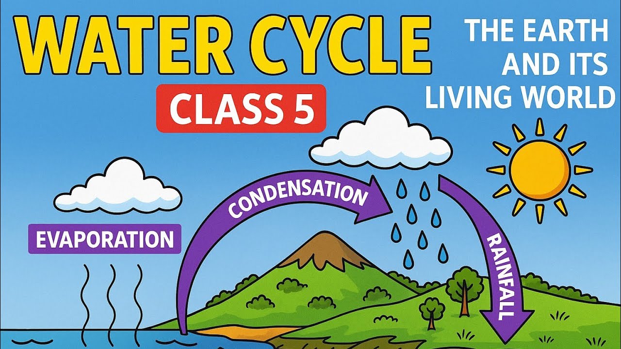 "Water Cycle | Class 5 EVS |🌎 The Earth and Its Living World |🌎 - YouTube