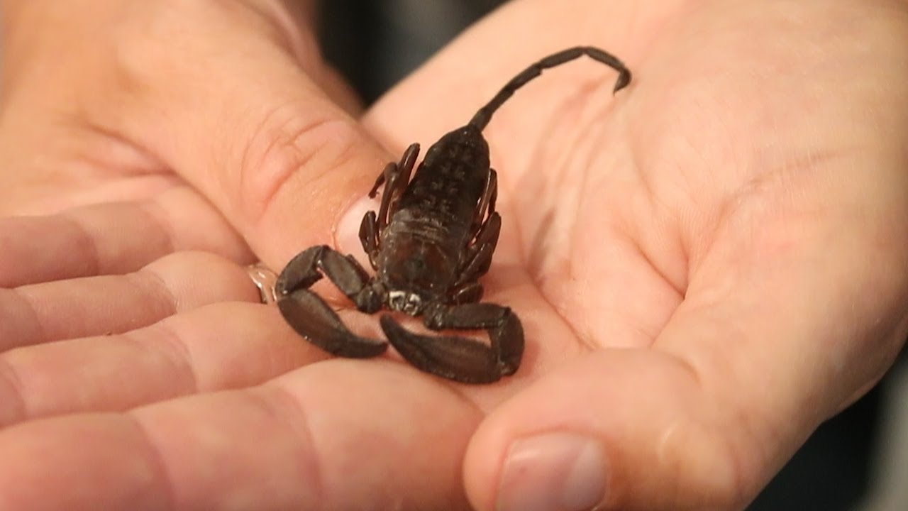 Sting in the Tail: Meet the rock scorpion - YouTube