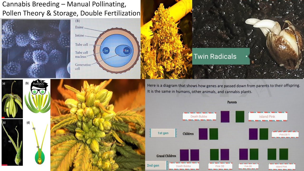 Cannabis Breeding #2 - Manual Pollinating, Pollen Capture Storage ...