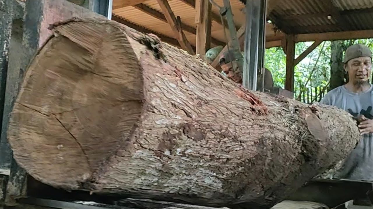 Cutting of hard and tough acacia wood - YouTube