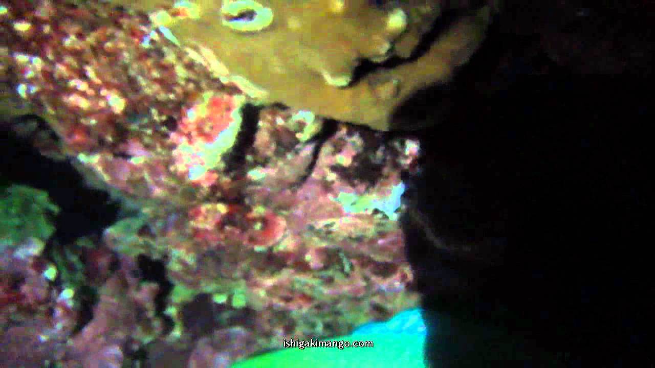 Sleeping Parrot Fish - Night Spearfishing ,Okinawa - YouTube