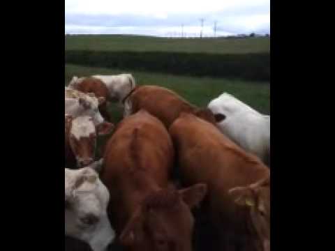 Retarded Cows - YouTube